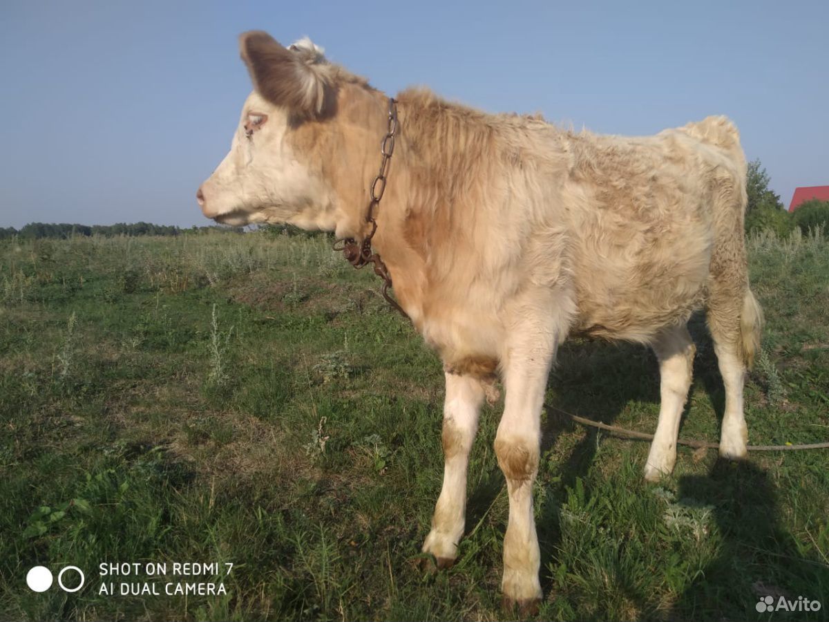 Телочка Сементал