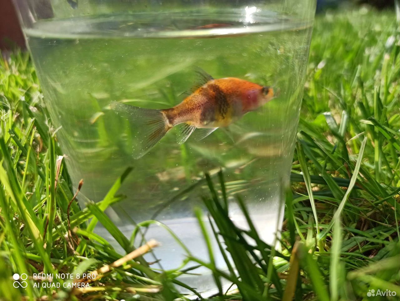 Декоративные золотые рыбки "Комета" для пруда