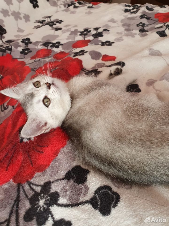 Кошечка шотландская прямоушка