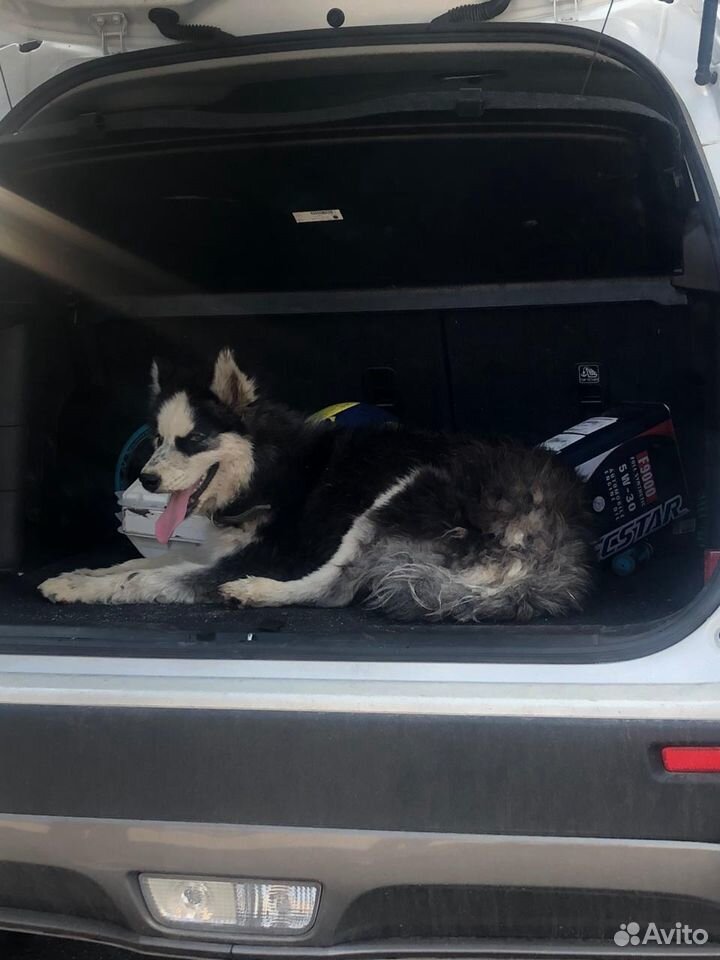 Аляскинский маламут