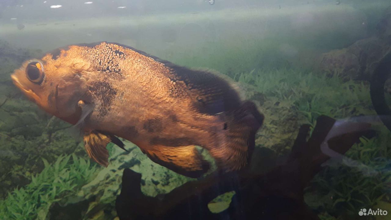 Астронотус