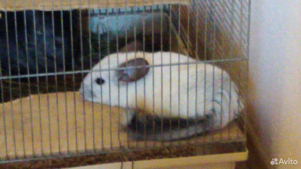 Отдам двух шиншилл