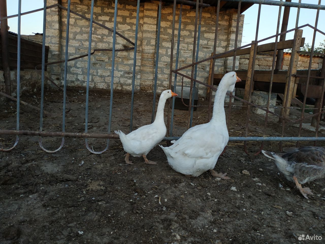 Гусь холмогорский