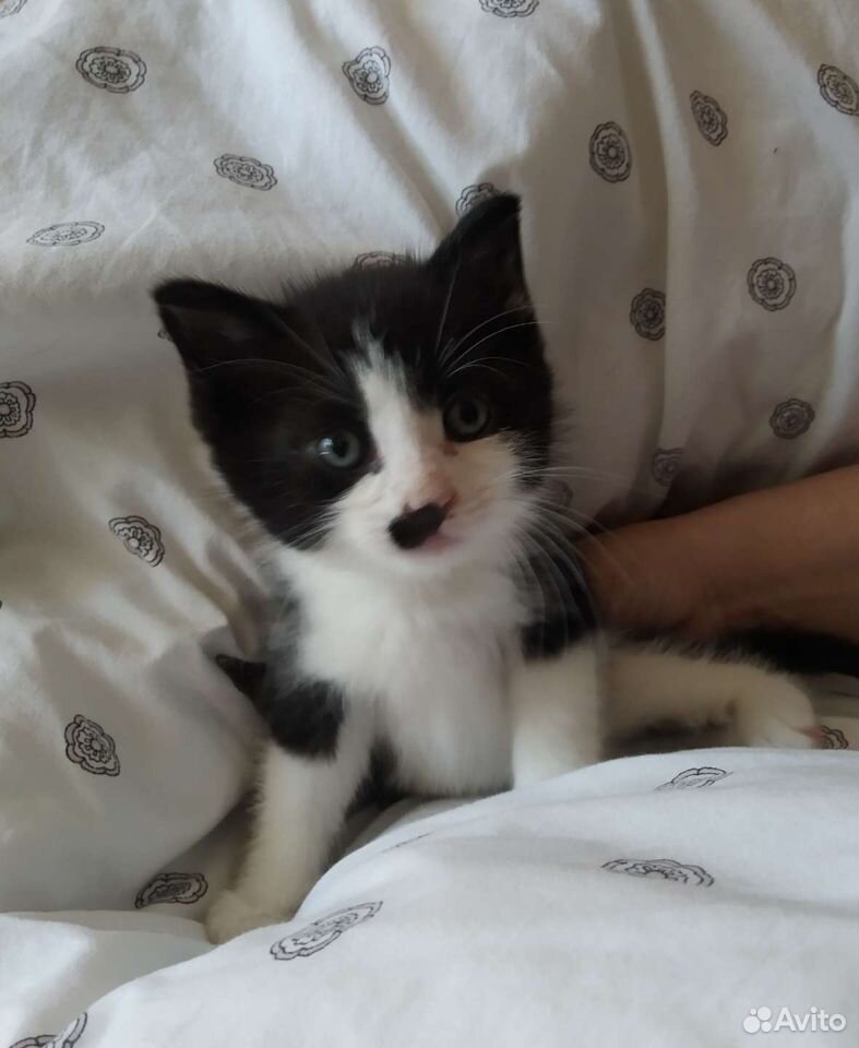 Котенок в добрые руки