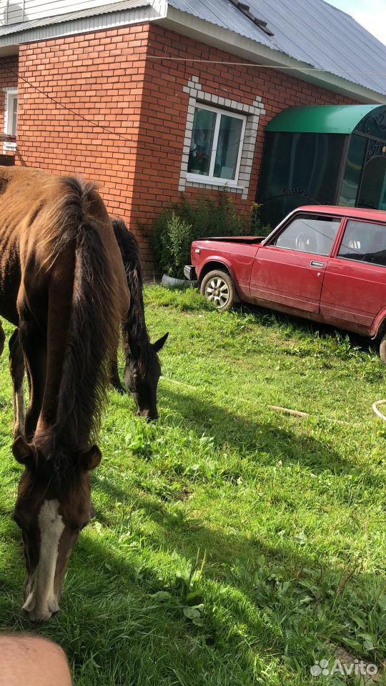 Обменяю двух жеребят на обученную лошадь