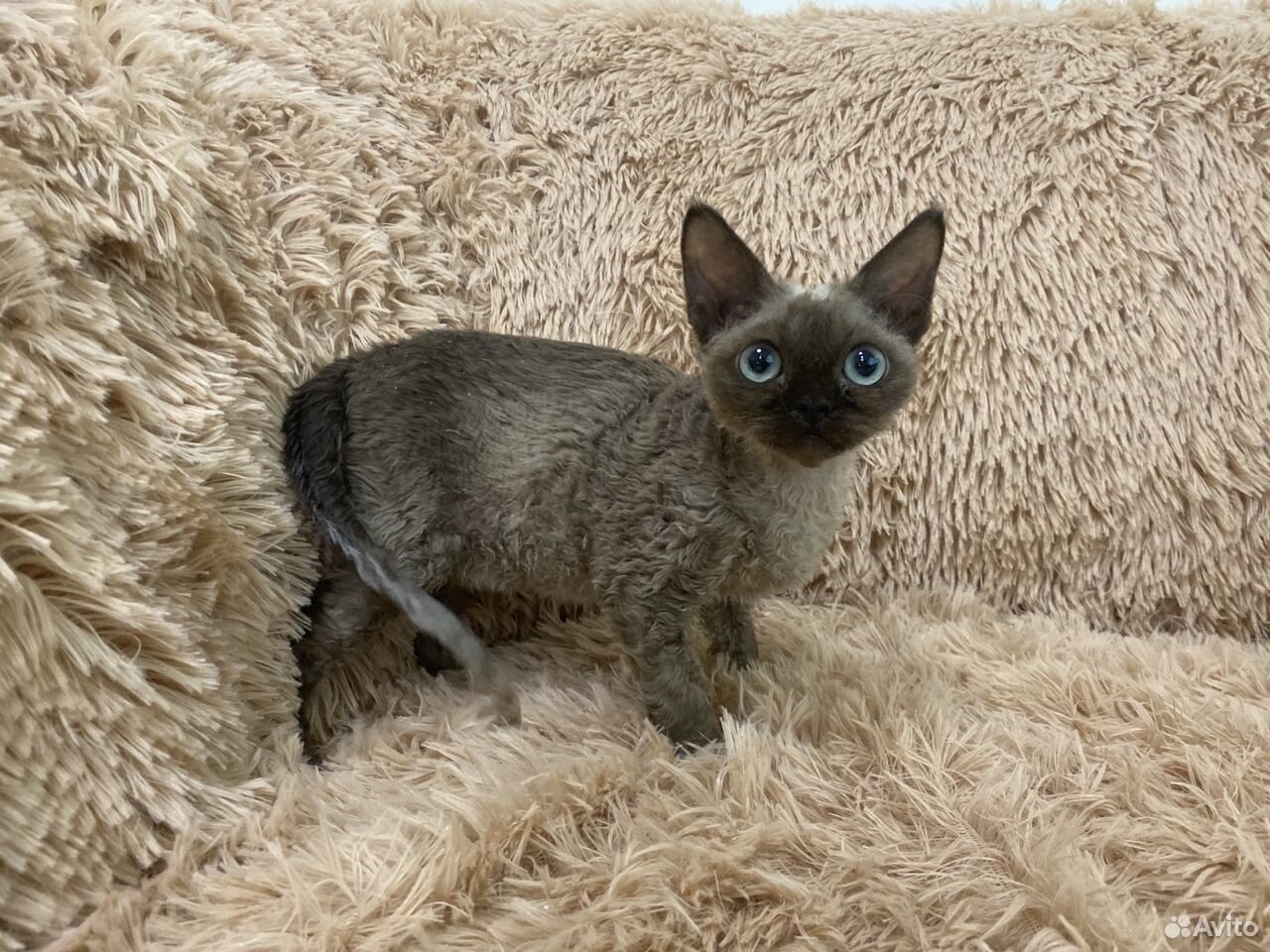 Девон-рекс минковая Синеглазка