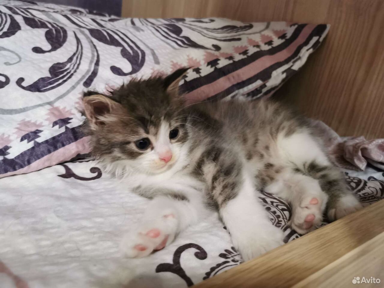 Котик 1,5 месяца