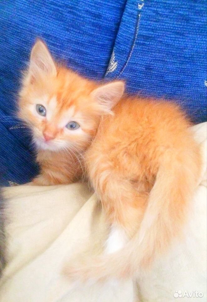 Котенок в добрые руки