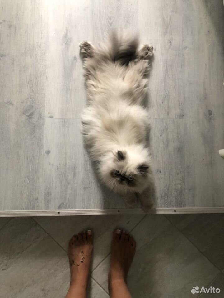 Mr Fred ждёт кошечку на вязку
