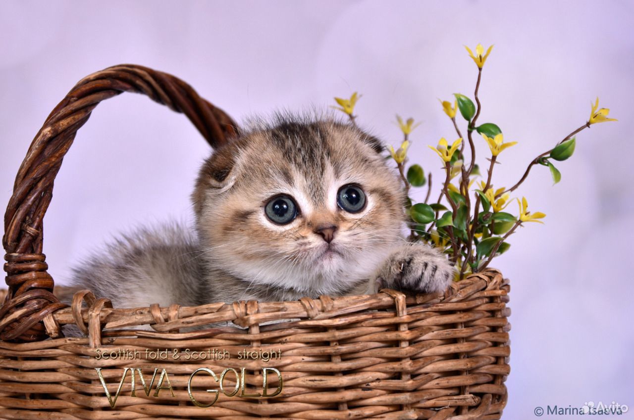 Шотландская