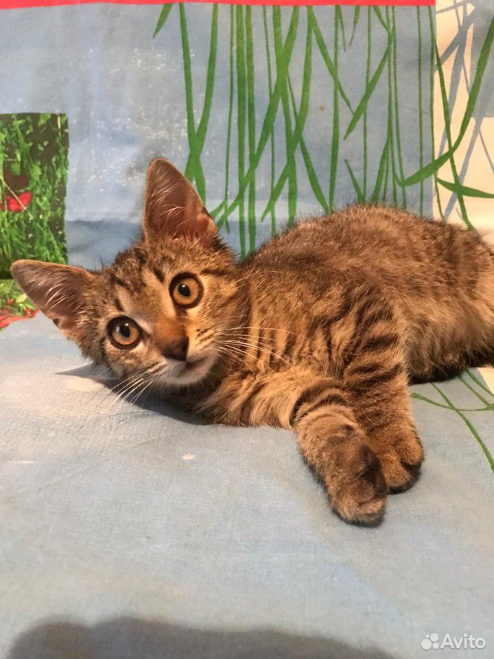 Котёнок Юки в добрые руки