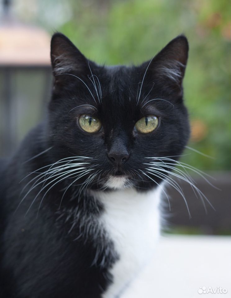 Олли. Необычная маркизная кошечка ищет дом