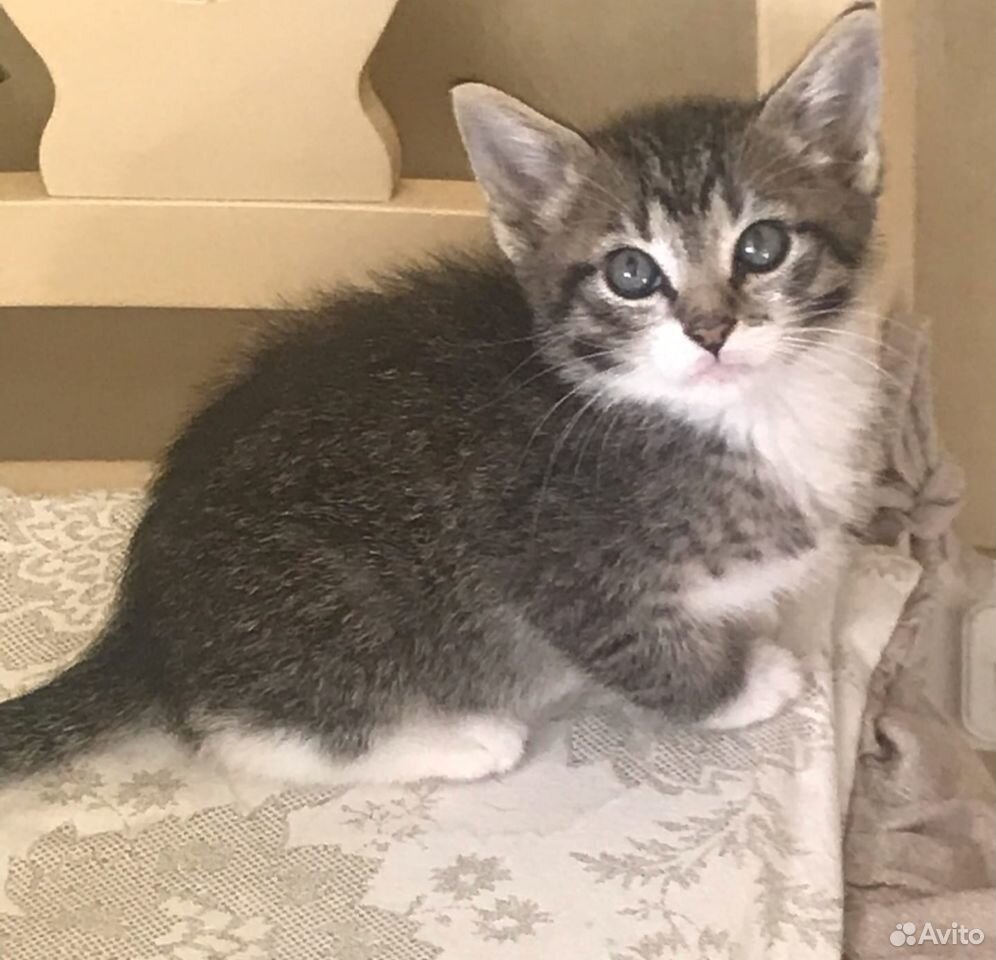 Котёнок Алиса