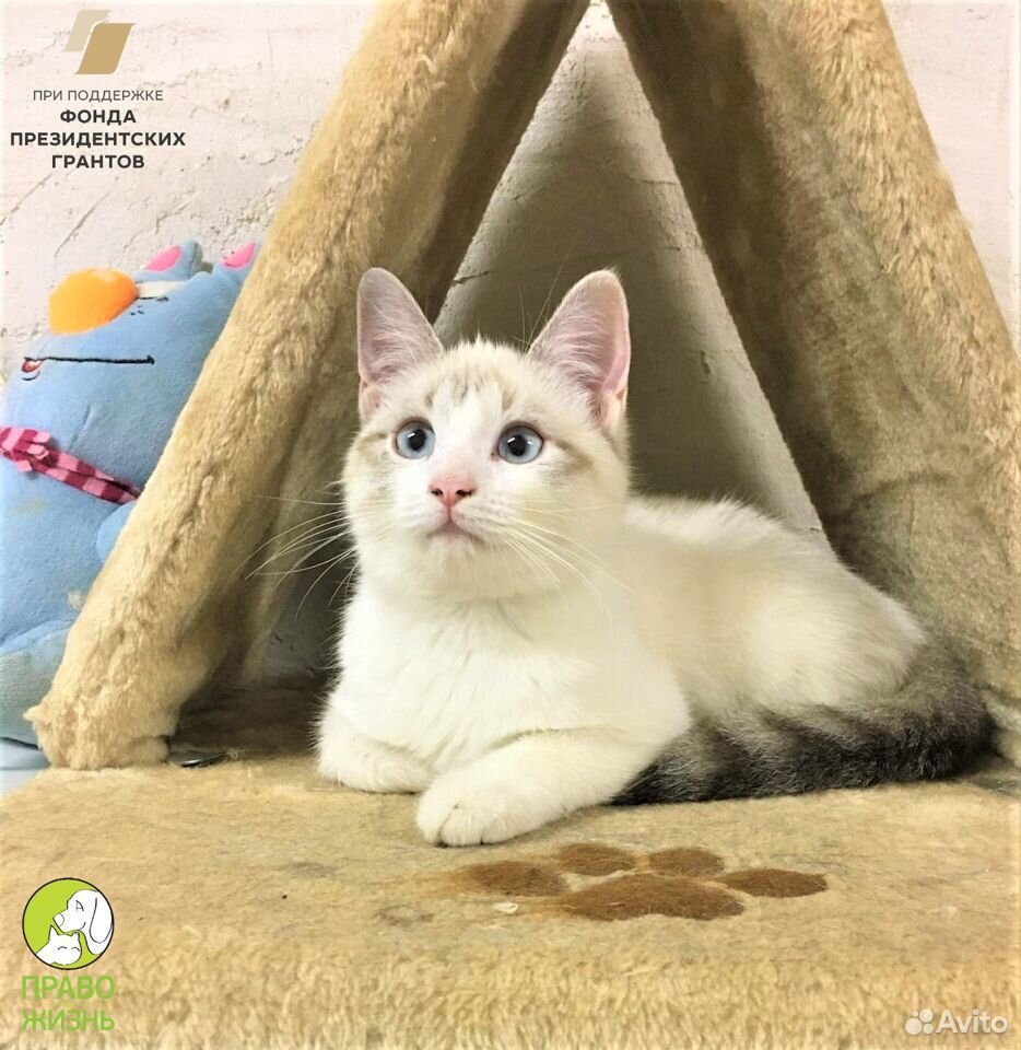 Снежана ищет дом