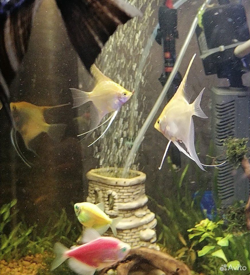 Тернеция GLO, молодая скалярия