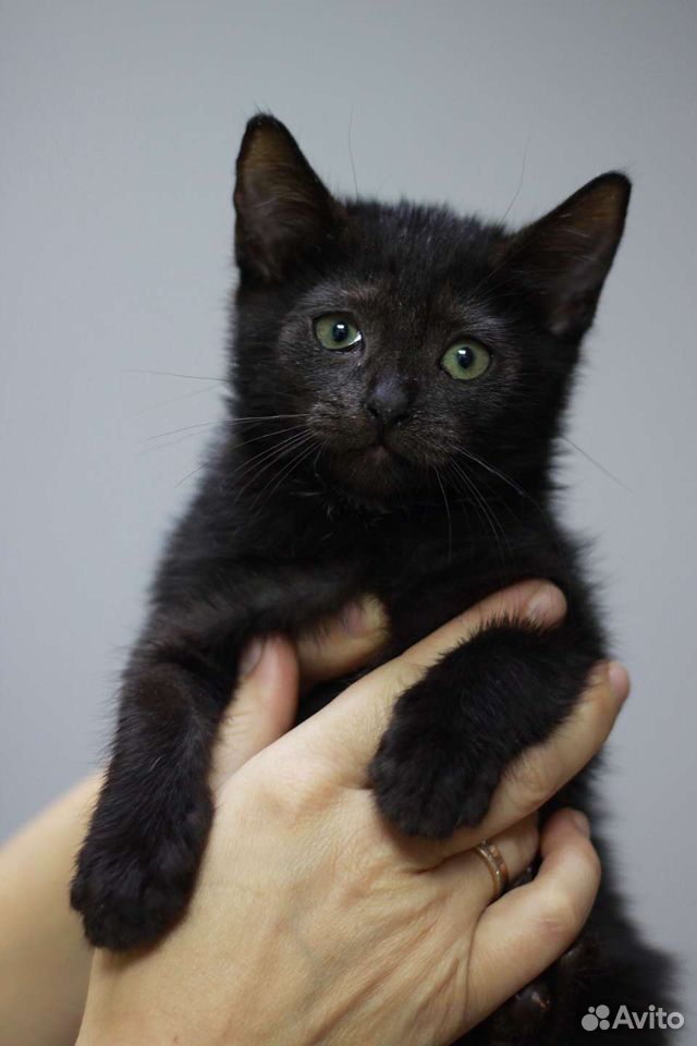 Мяус, котенок мальчик 2 мес