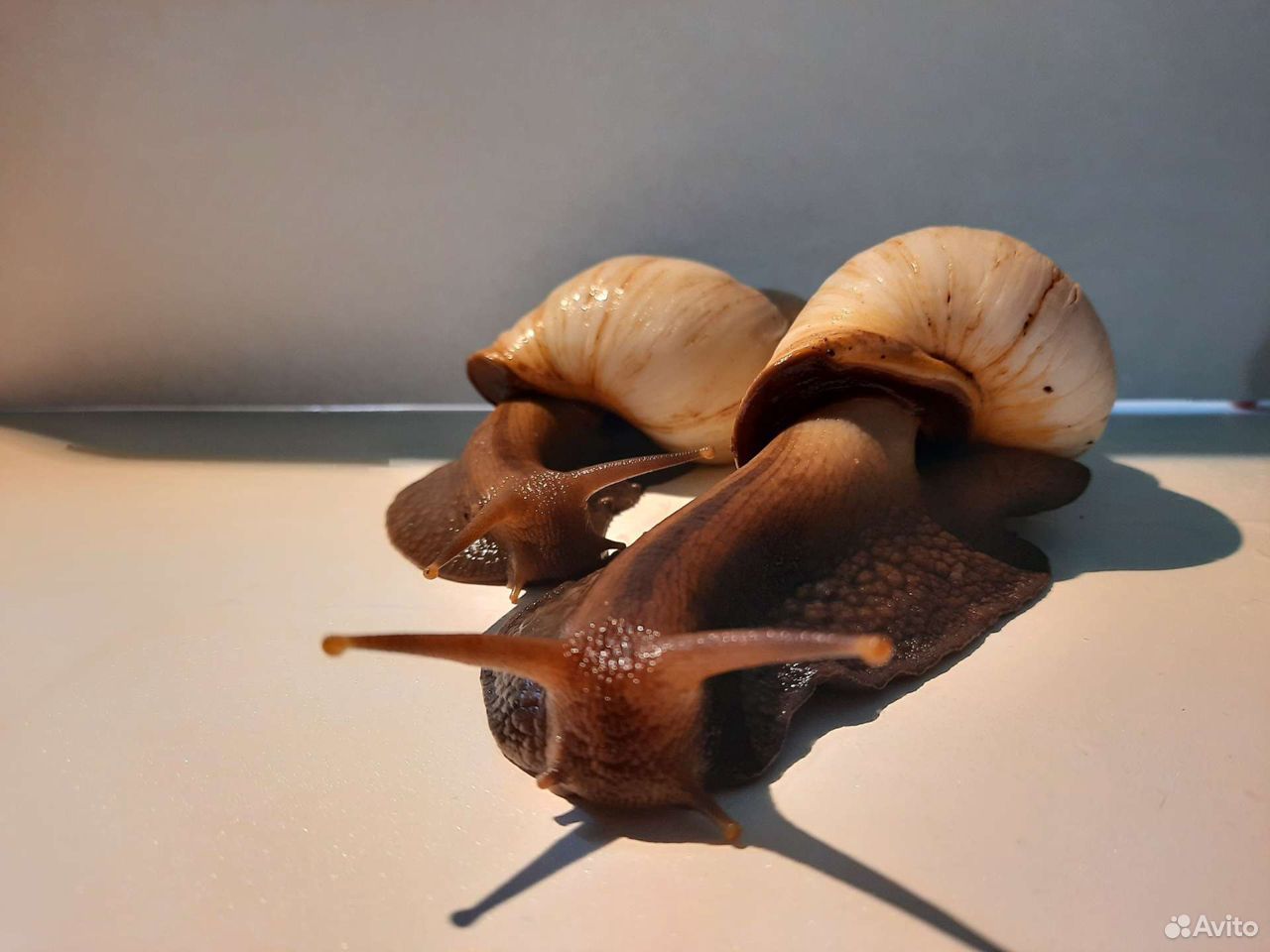 Улитки Ахатинки