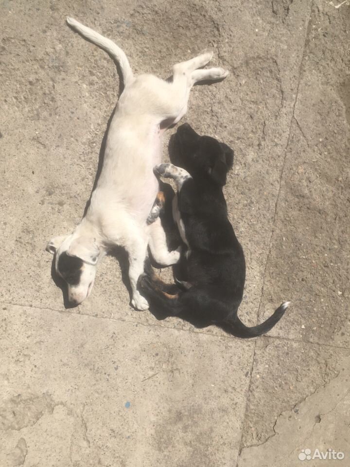 Щенки в хорошие руки