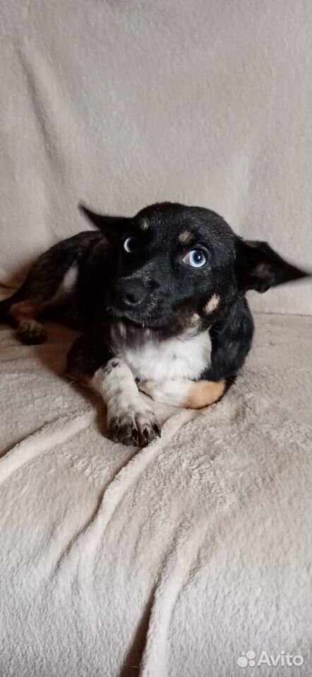 Голубоглазик, 3 года, 30 см