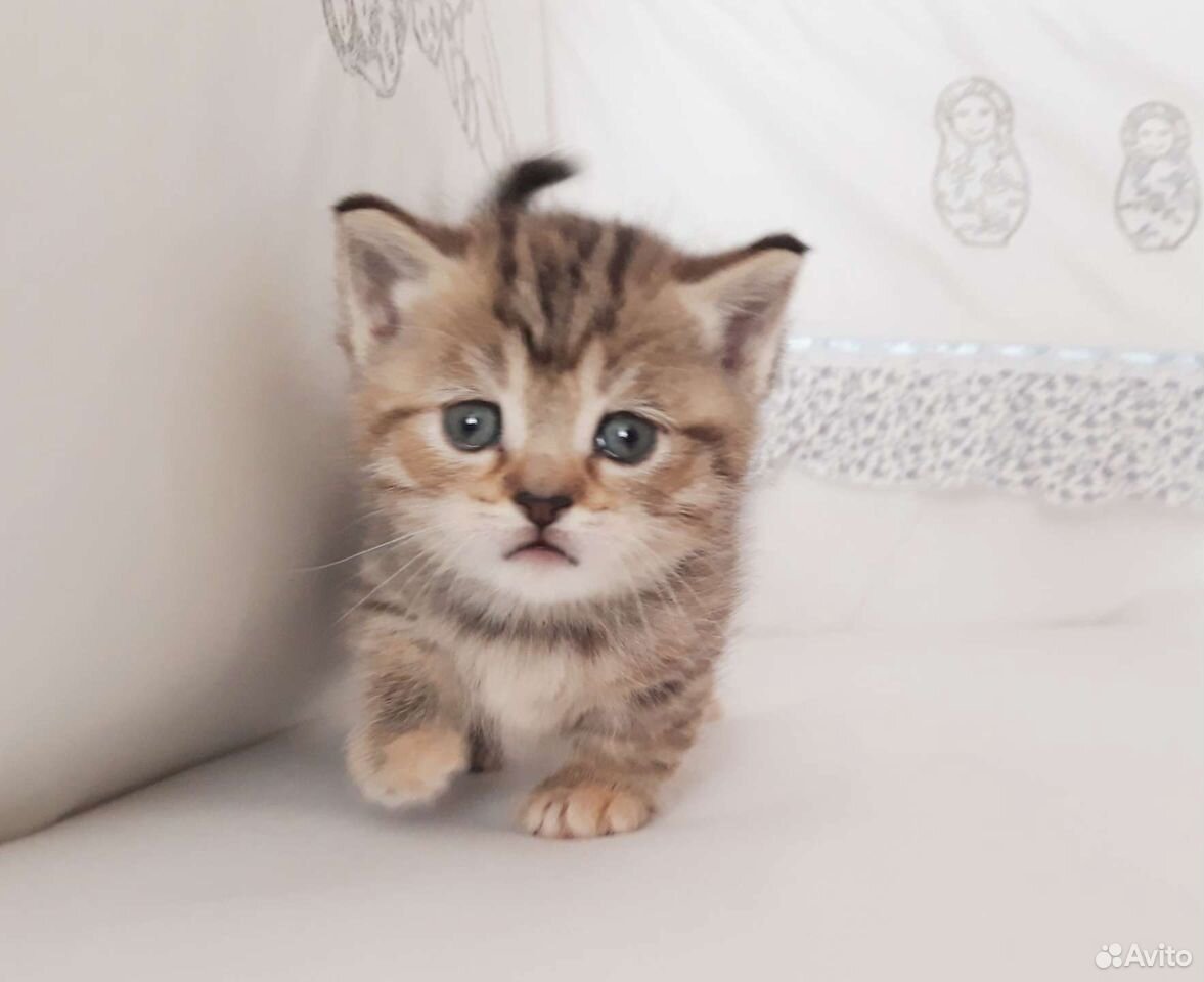 Крошка манчкин