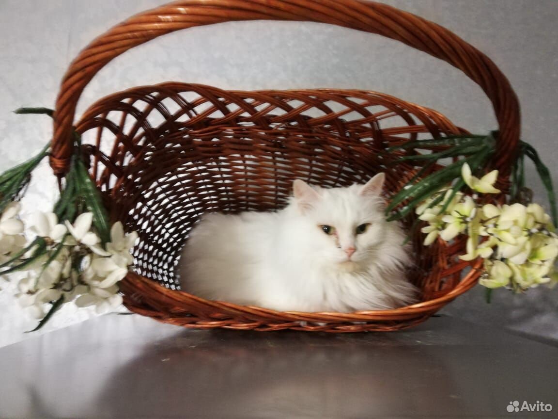 Кошечка Ангорка