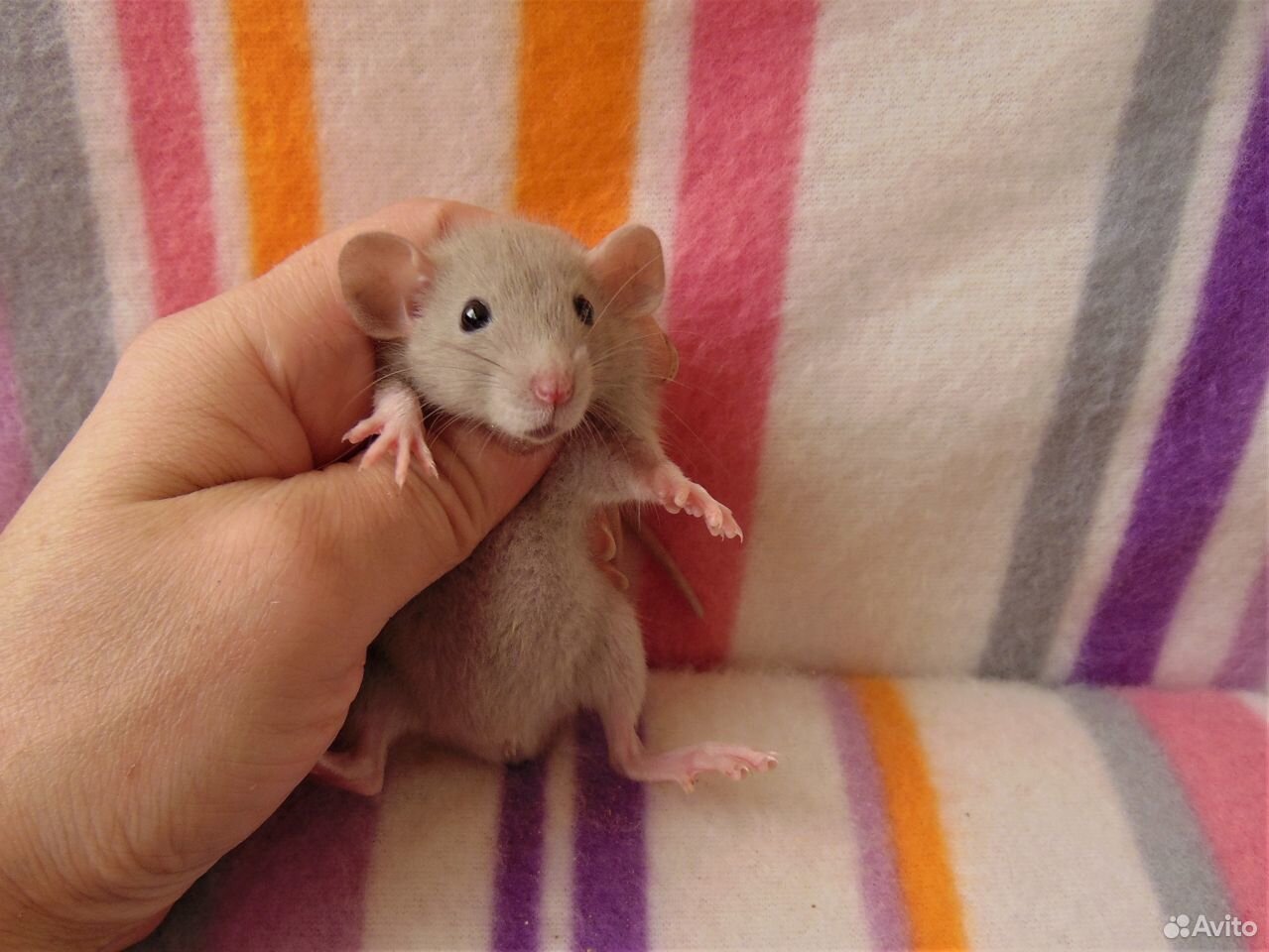 Крысята девочки - дамбо, стандарт питомник. клетки