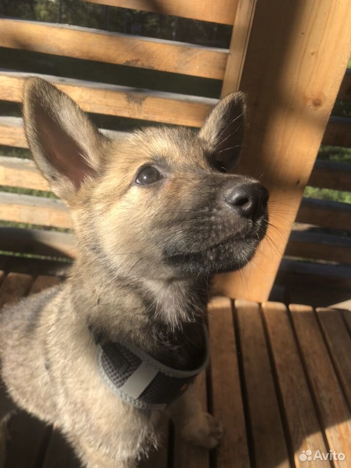 Щенок в добрые руки