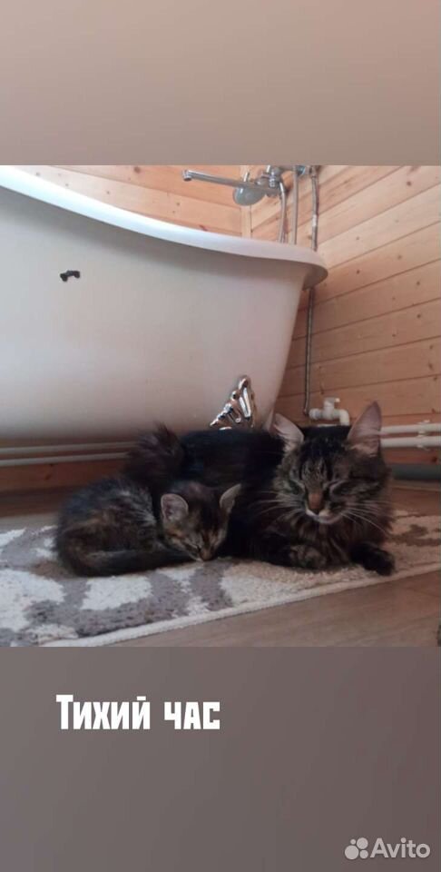 Наш любимый котёнок
