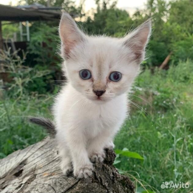 Тайская кошечка, девочка