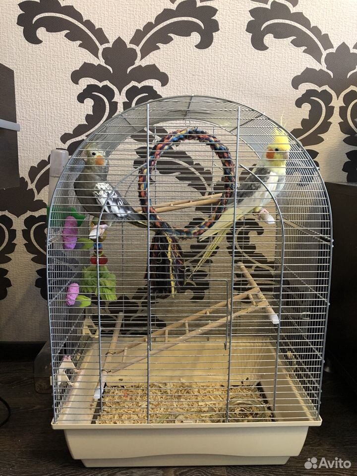 Продам готовую пару попугаев