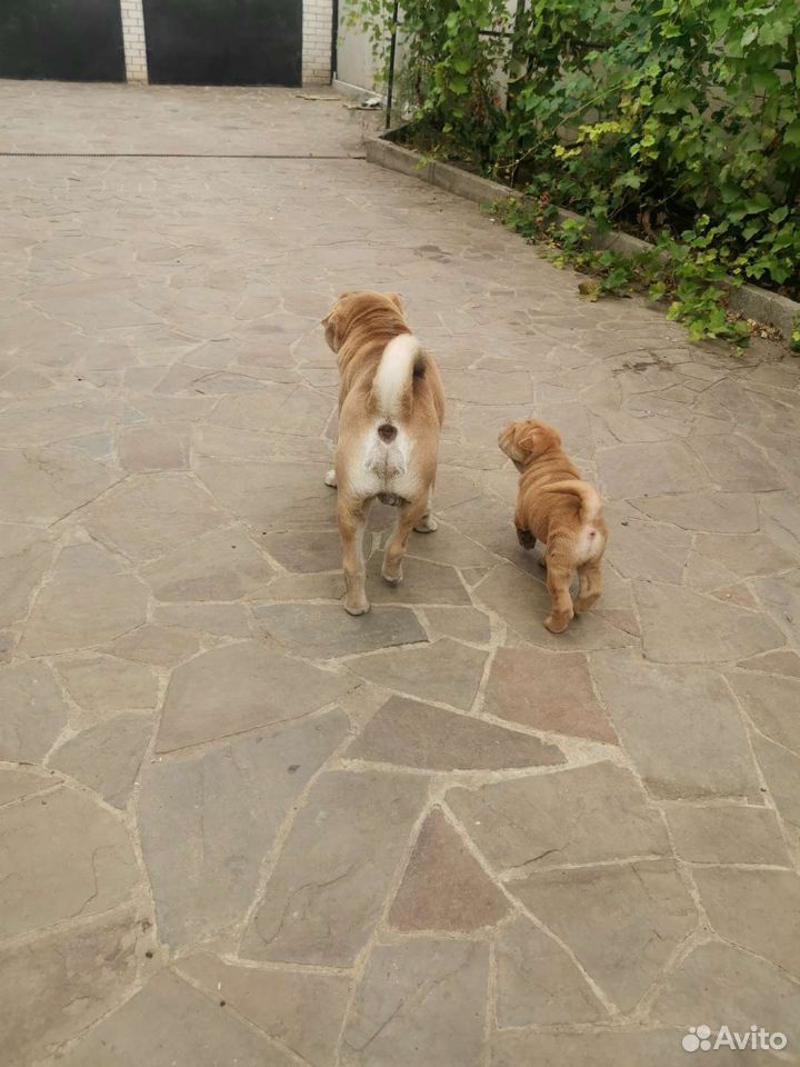 1,5 месяца мальчик шарпей