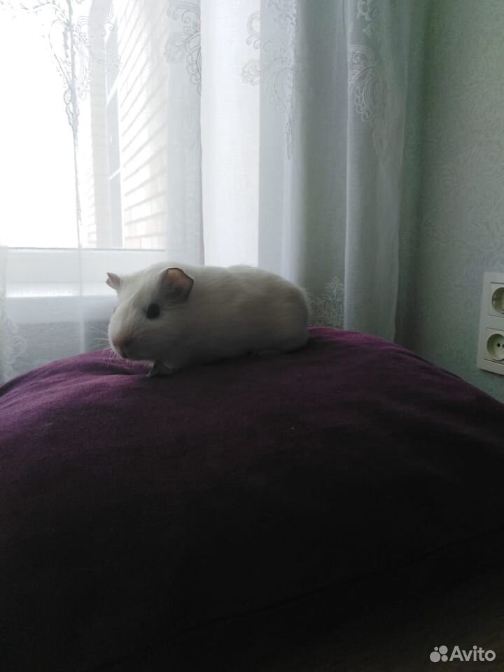 Морская свинка