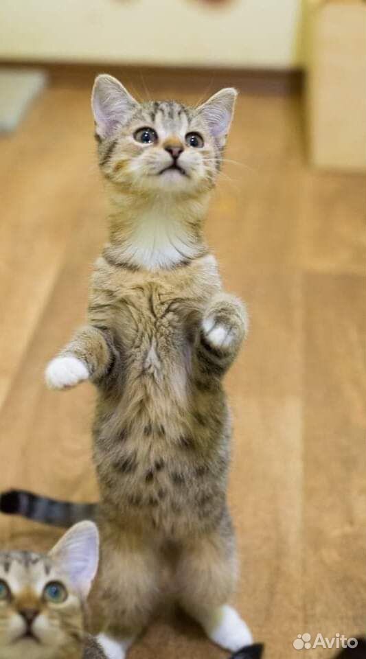 Милая котодевочка в добрые руки