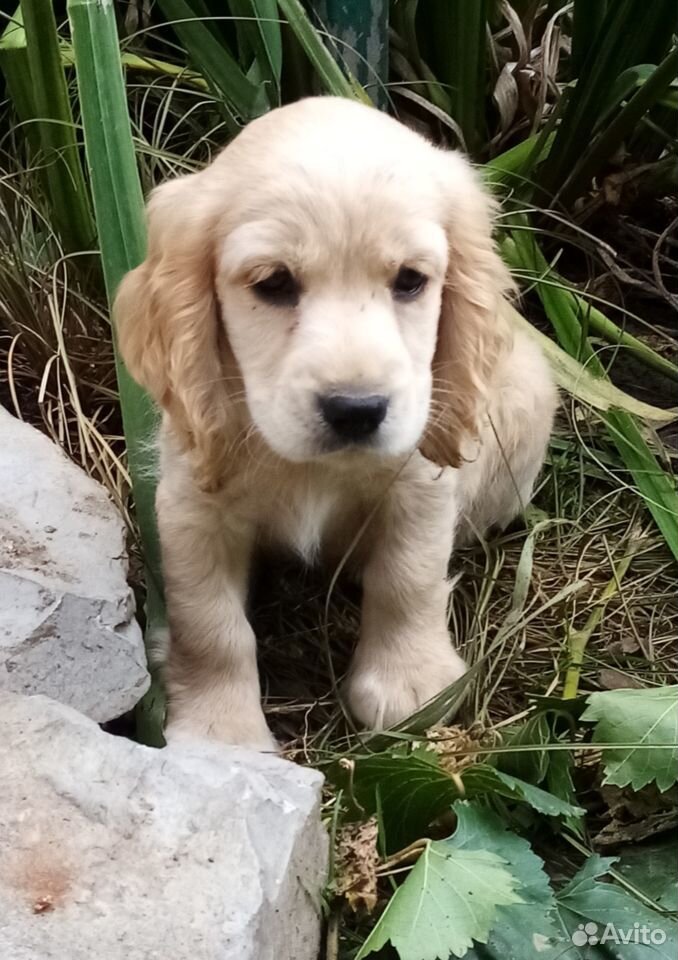 Щенок английский кокер спаниель