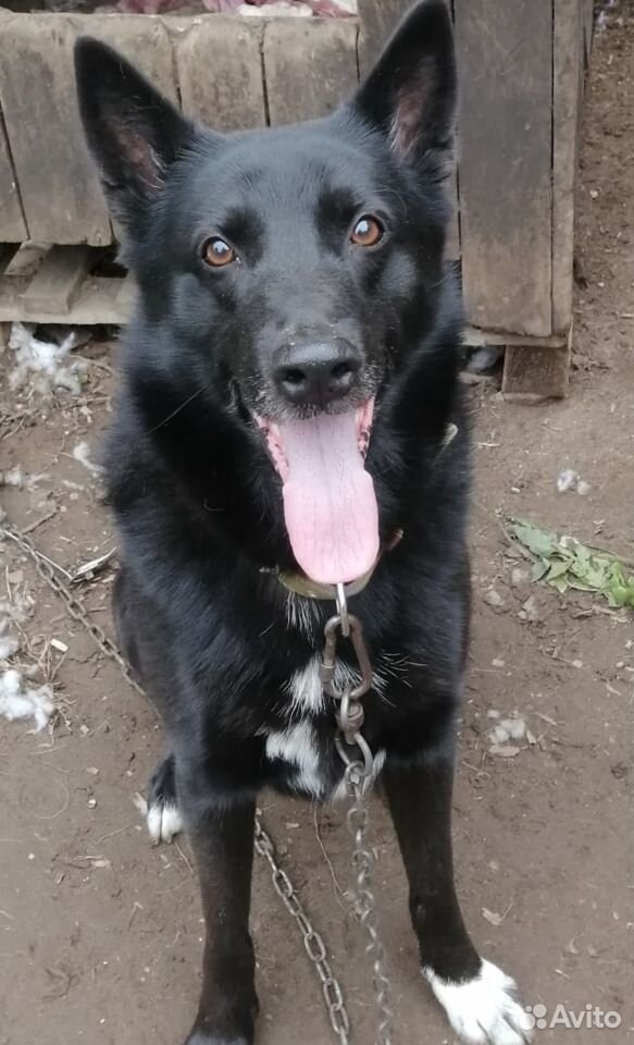 Замечательный пес ищет дом