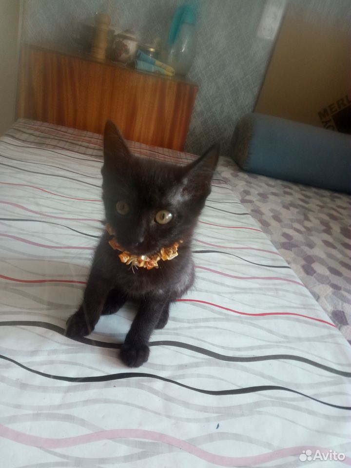 Котёнок