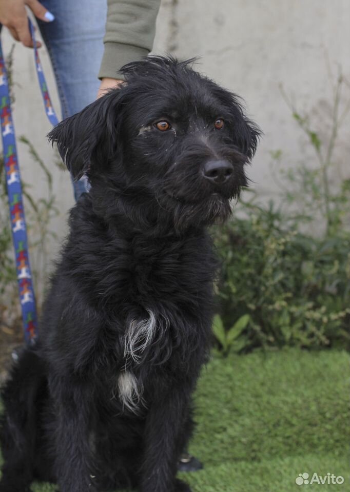 Необычный пёс в добрые руки