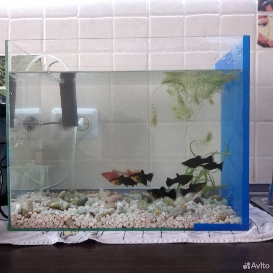 Аквариум с рыбками