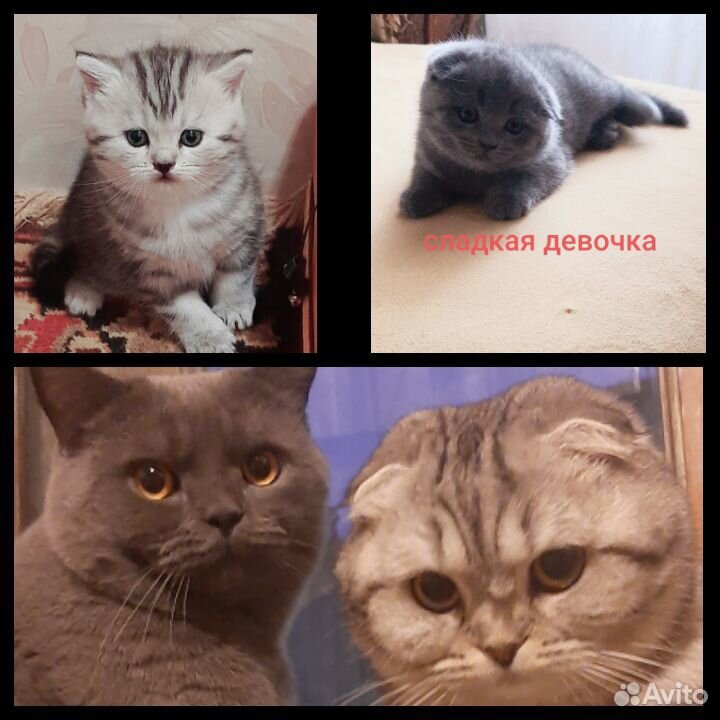 Шотландские кошки