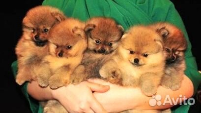 Померанский Шпиц