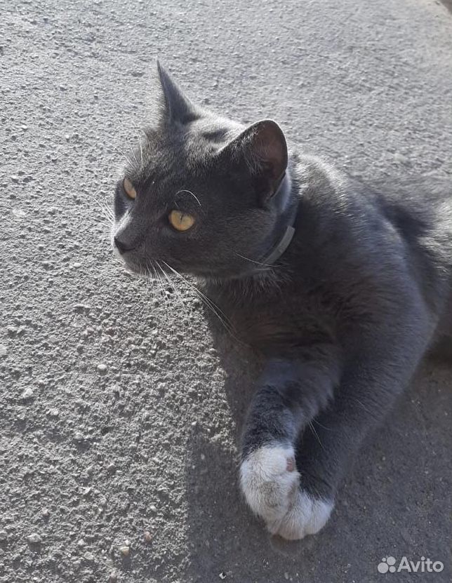 Кот Апрелевка Найден кот