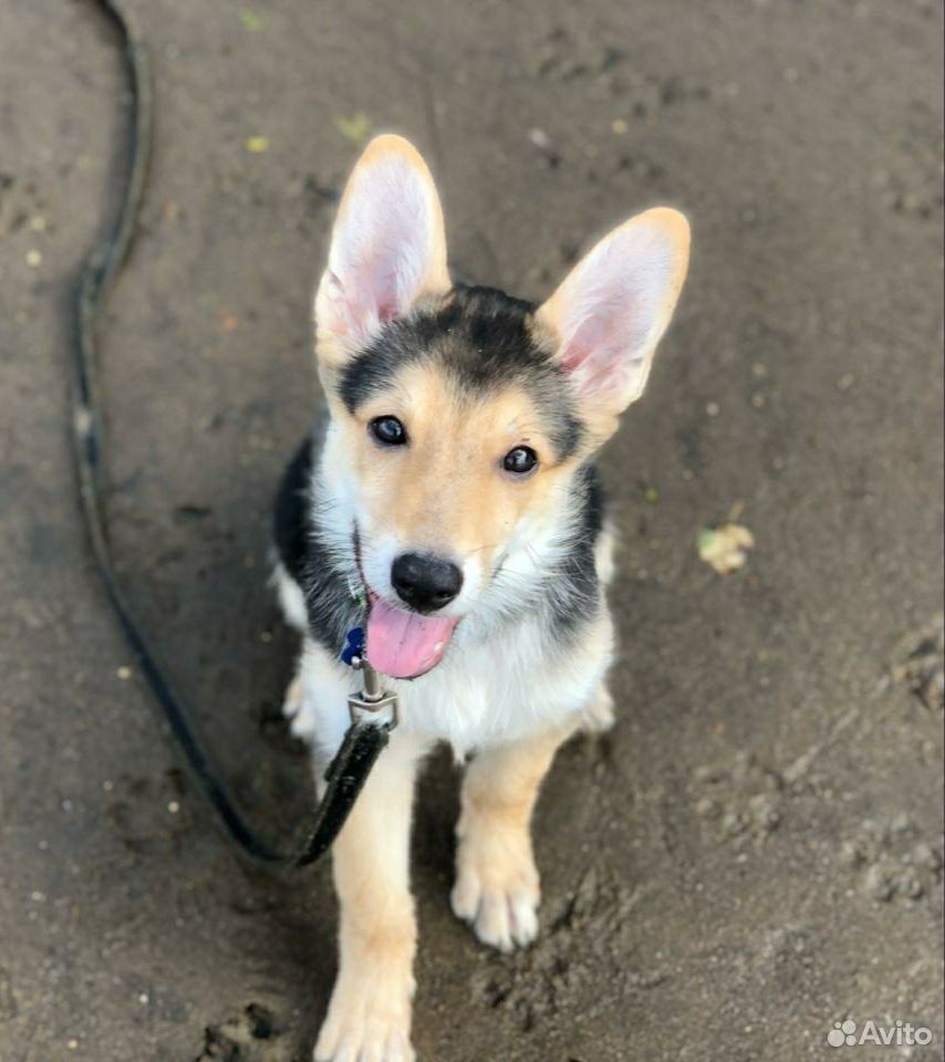 Ушастое чудо, 2,5 месяца