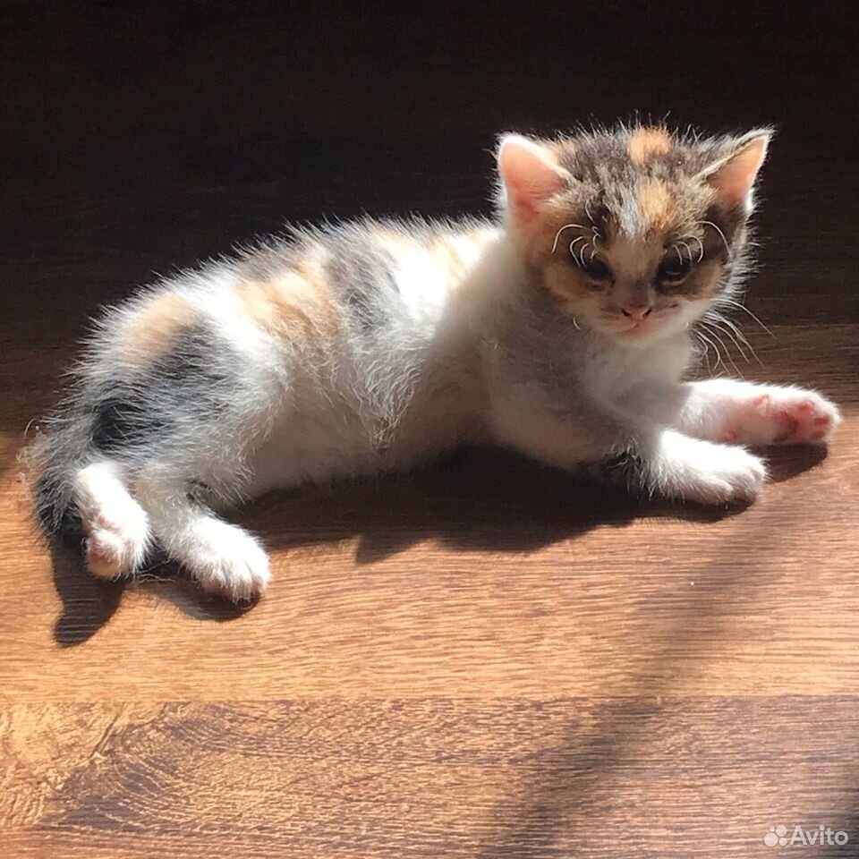 Котёнок