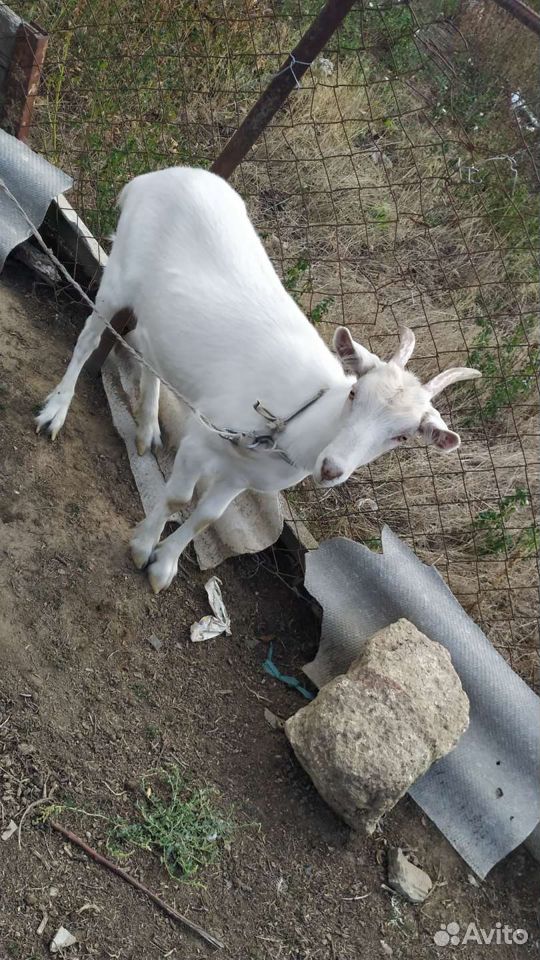 Продам казу