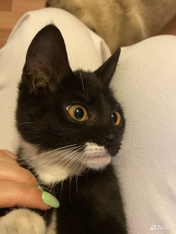 Миниатюрная кошка