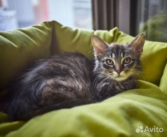 Котенок Мурз