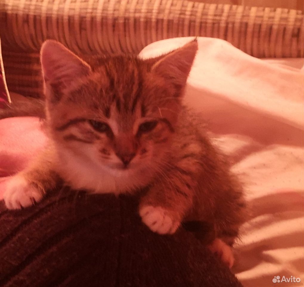 Котенок мальчик толстошубка