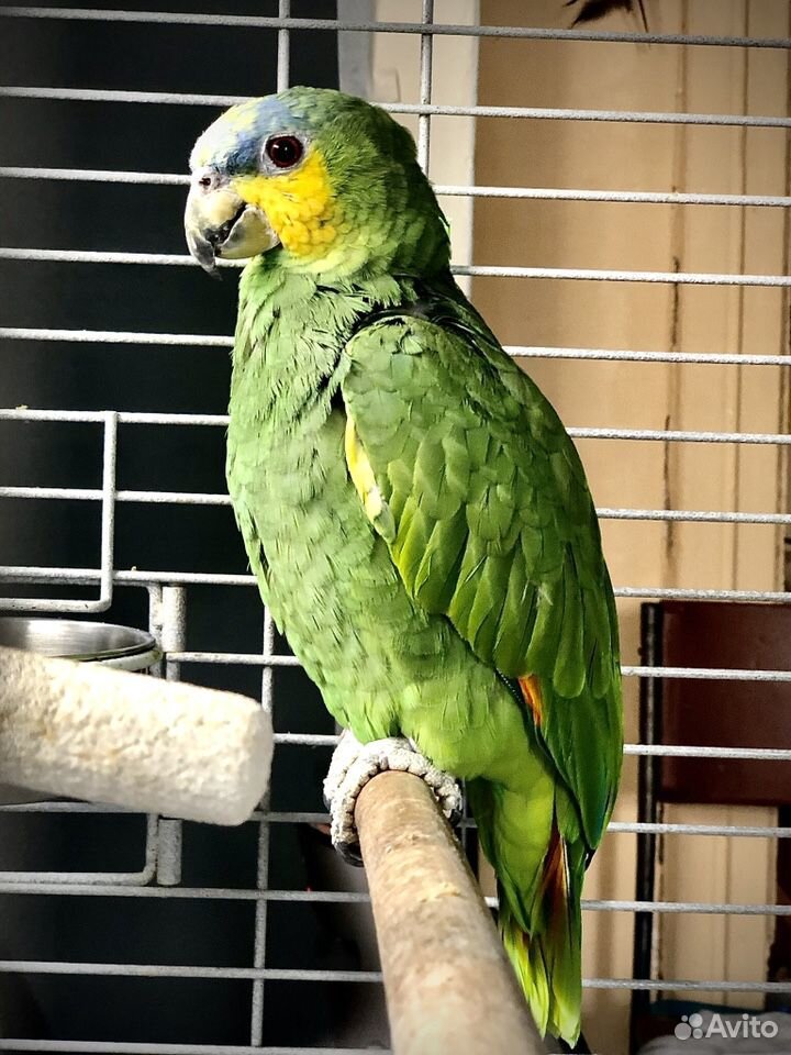 Амазон (попугай)