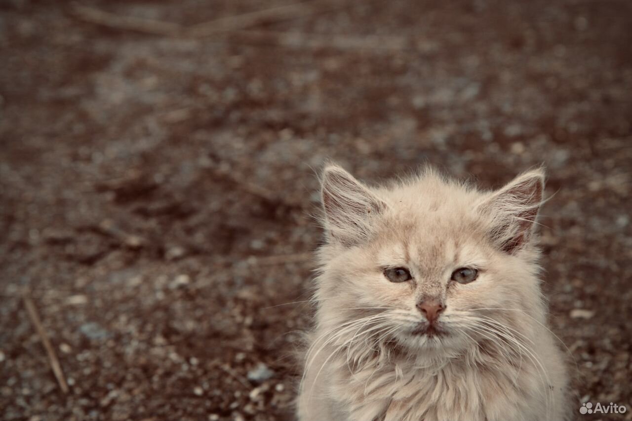 Котёнок девочка, 3 мес, пушистая