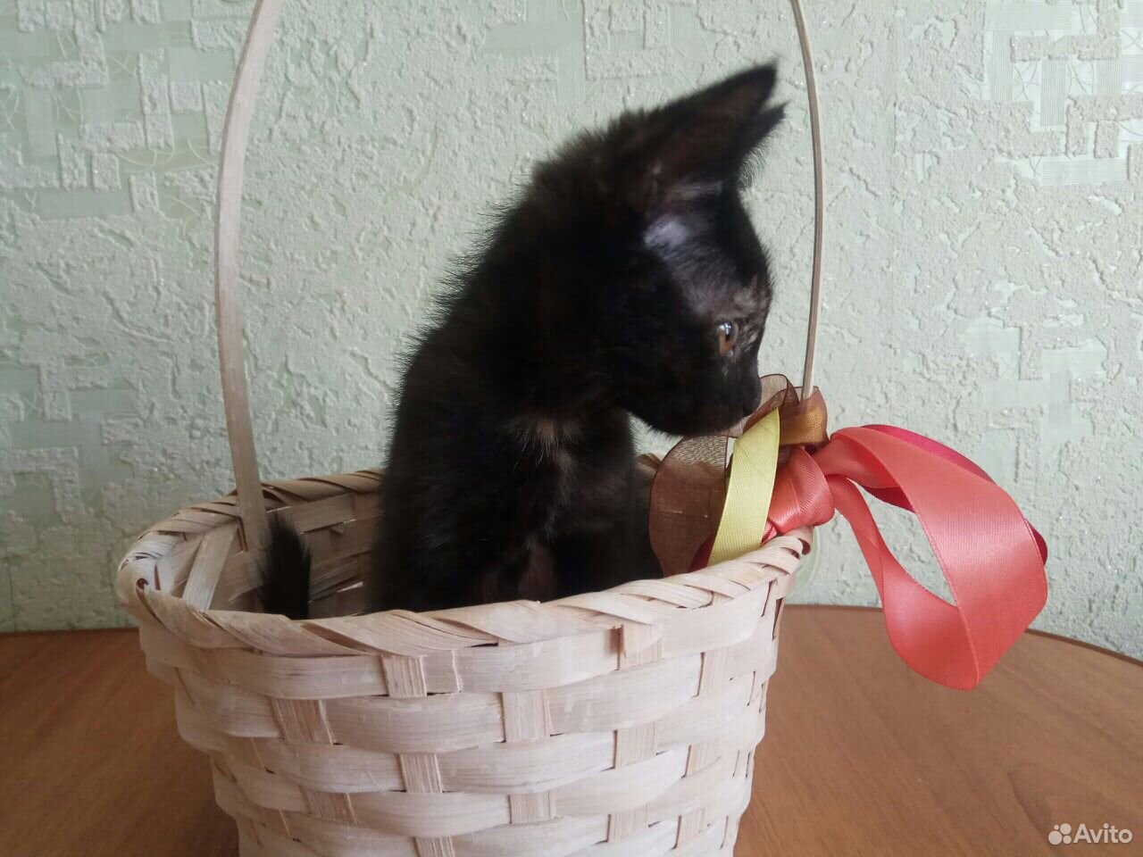 Котёнок Луша